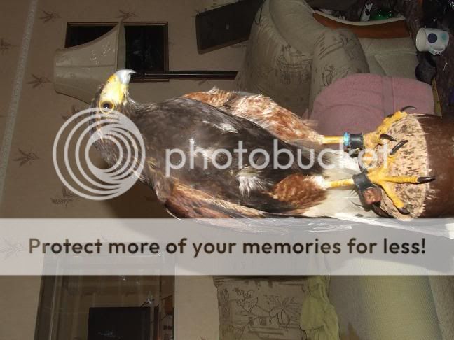 harris hawk | Reptile Forums