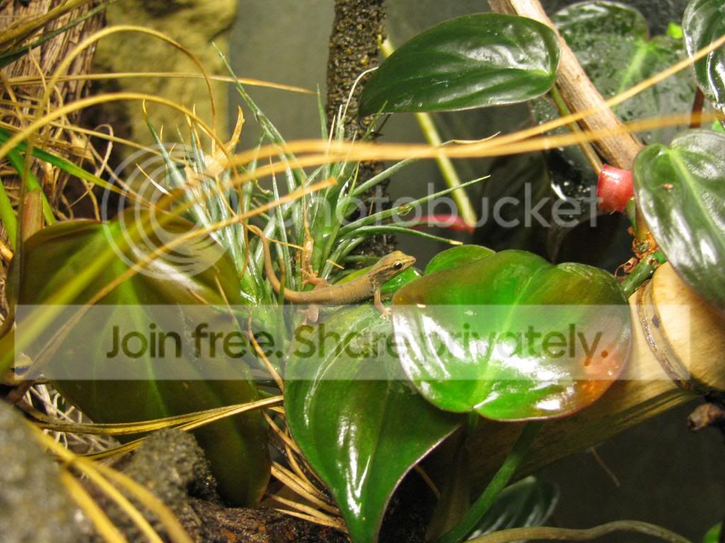 L. williamsi Update | MonsterFishKeepers.com