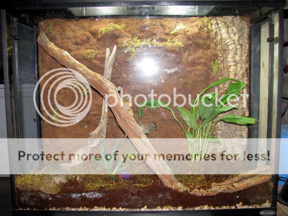 New Crested Gecko Tank Build | MonsterFishKeepers.com