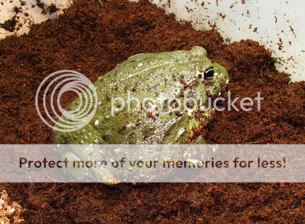 lets see your fat frogs | MonsterFishKeepers.com