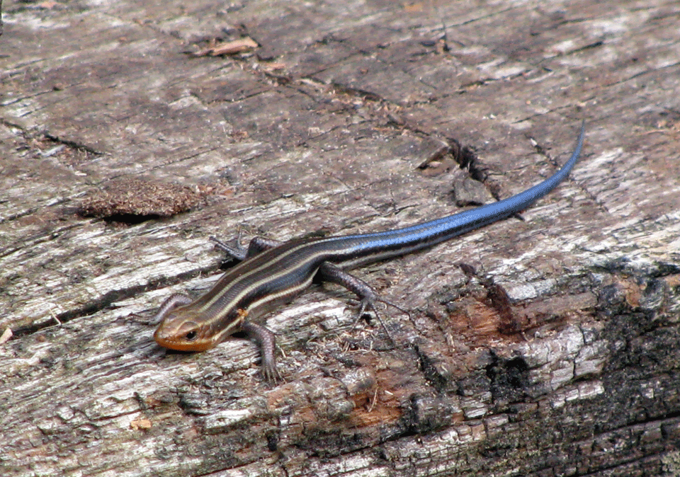 broad headed skink | MonsterFishKeepers.com