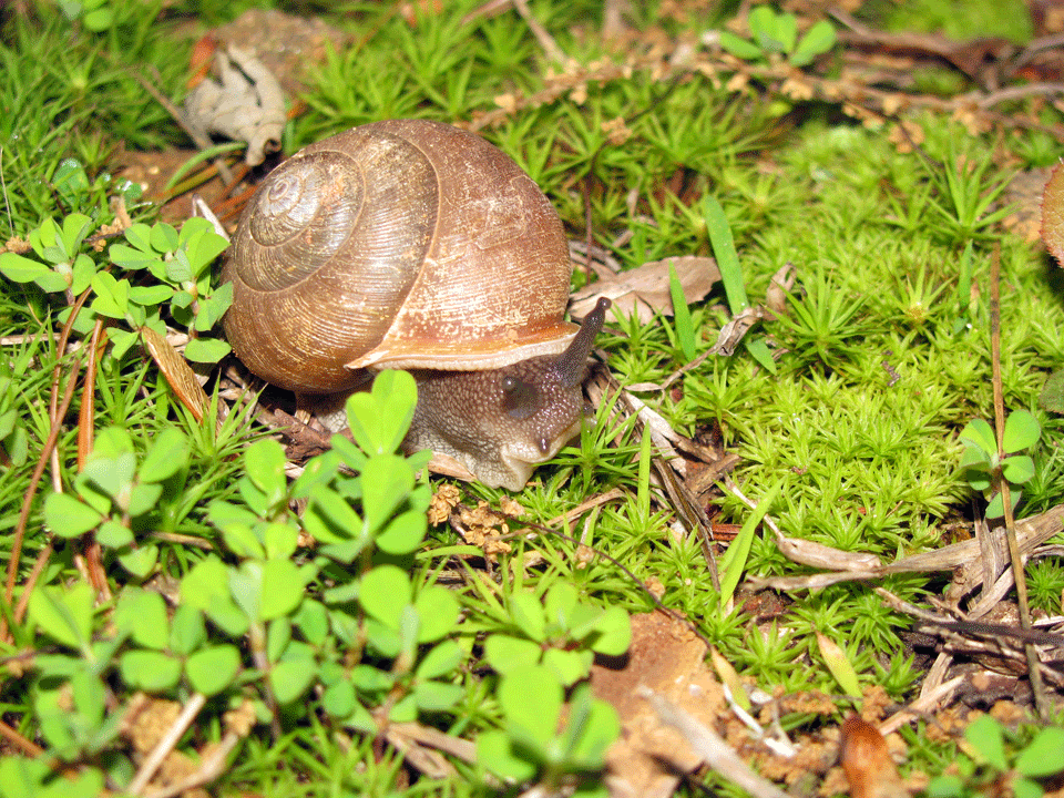 Land snails | AquariaCentral.com