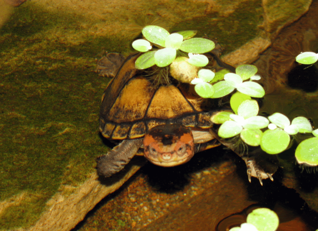 Show off your tortoises/turtles!!! and setups | MonsterFishKeepers.com