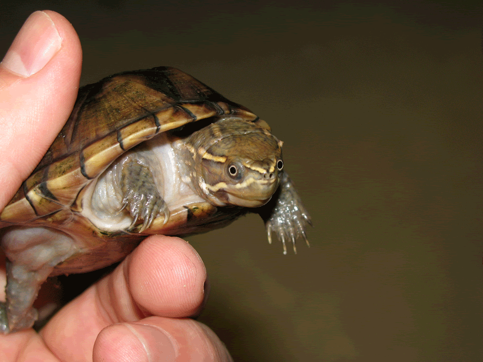 Smallest Turtle? | AquariaCentral.com