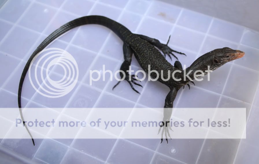 Varanus Obor - JungleKey.in Wiki