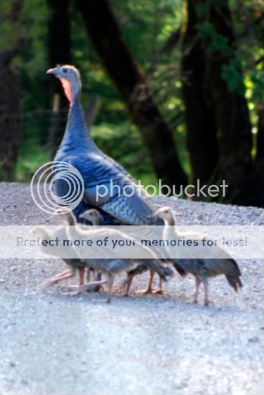 Watchful Turkey Hen and Poults - Redheaded Blackbelt