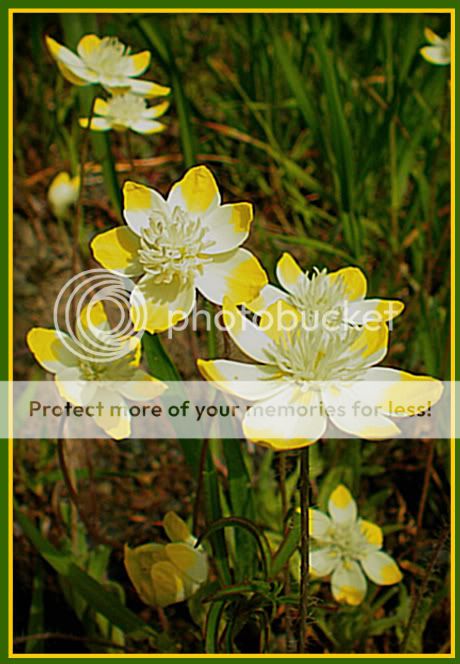 Cream Cups - Redheaded Blackbelt