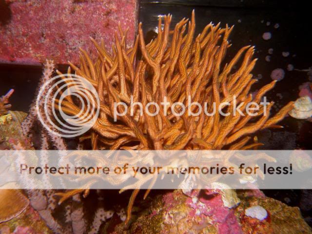 Show me your Ponape Birdsnest's | Reef2Reef