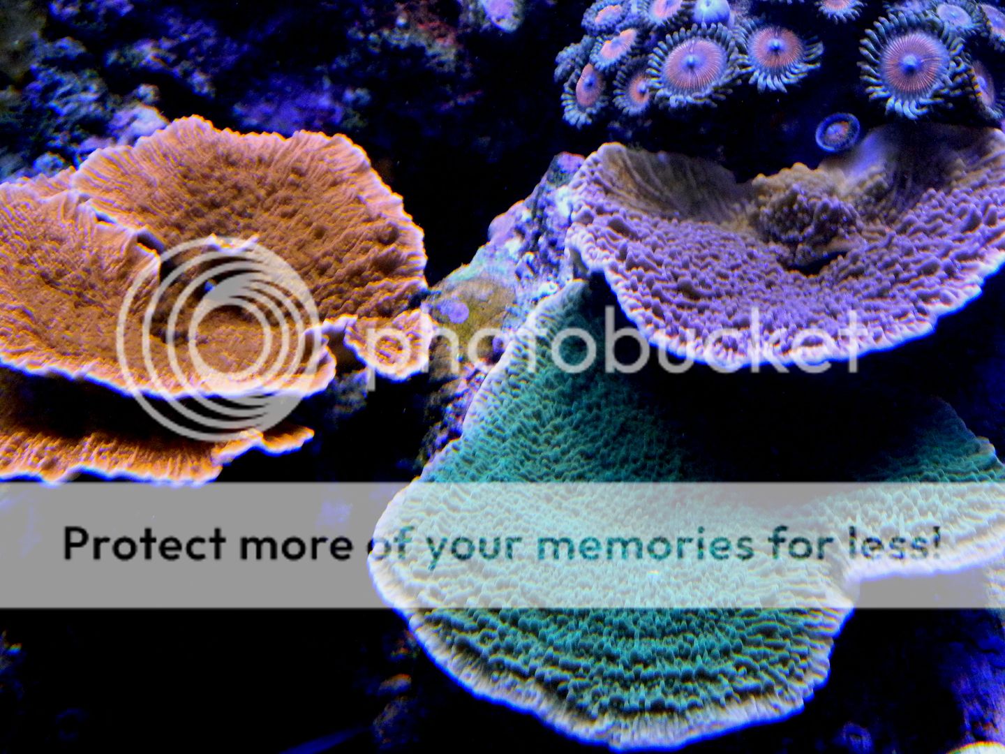 Share your favorite Montipora Caps types and photos! | Reef2Reef