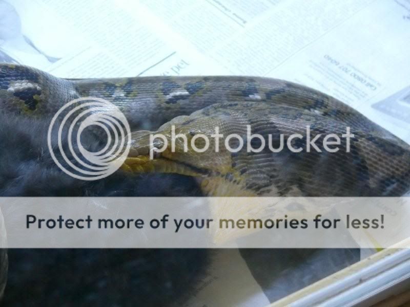 Retic Feeding Pics | Reptile Forums