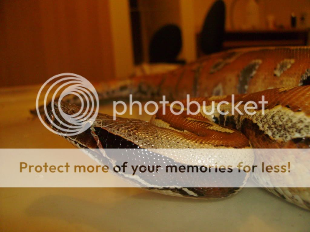 Blood python giving the evil eyes... | Reptile Forums