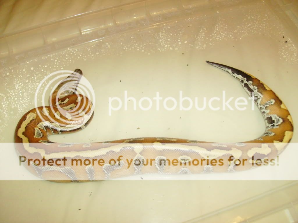 Blood python giving the evil eyes... | Reptile Forums